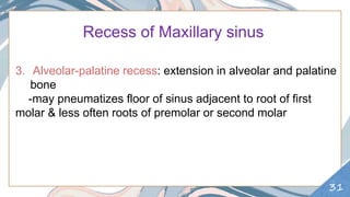 maxillary sinus anatomy histology oralbio | PPTX