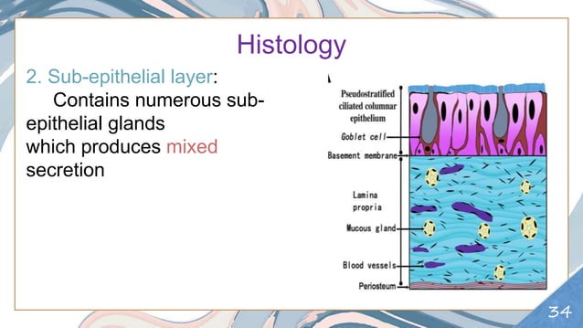 maxillary sinus anatomy histology oralbio | PPTX | Ear, Nose and Throat Conditions | Diseases ...