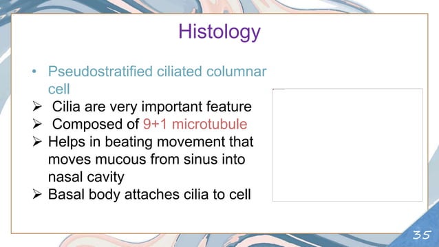 maxillary sinus anatomy histology oralbio | PPTX | Ear, Nose and Throat Conditions | Diseases ...