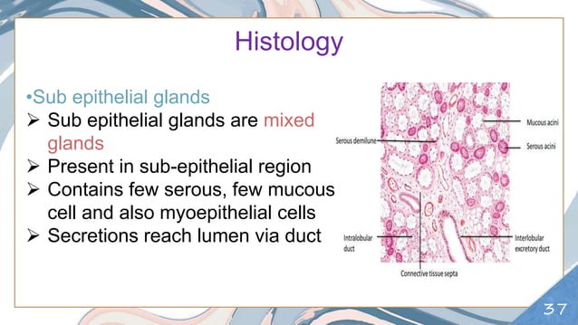maxillary sinus anatomy histology oralbio | PPTX | Ear, Nose and Throat Conditions | Diseases ...