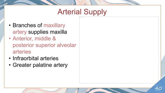 maxillary sinus anatomy histology oralbio | PPTX | Ear, Nose and Throat Conditions | Diseases ...