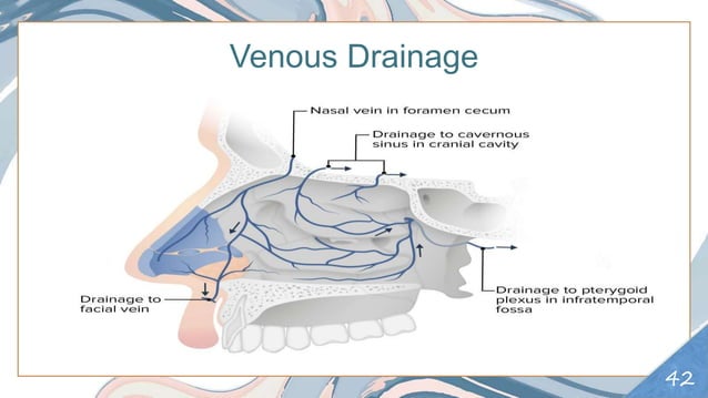 maxillary sinus anatomy histology oralbio | PPTX | Ear, Nose and Throat Conditions | Diseases ...