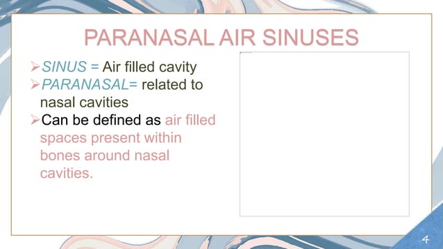 maxillary sinus anatomy histology oralbio | PPTX | Ear, Nose and Throat Conditions | Diseases ...