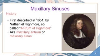 maxillary sinus anatomy histology oralbio | PPTX