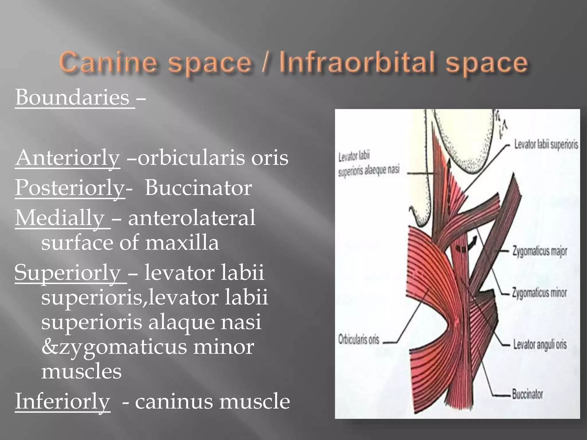 Maxillary space infection | PPTX