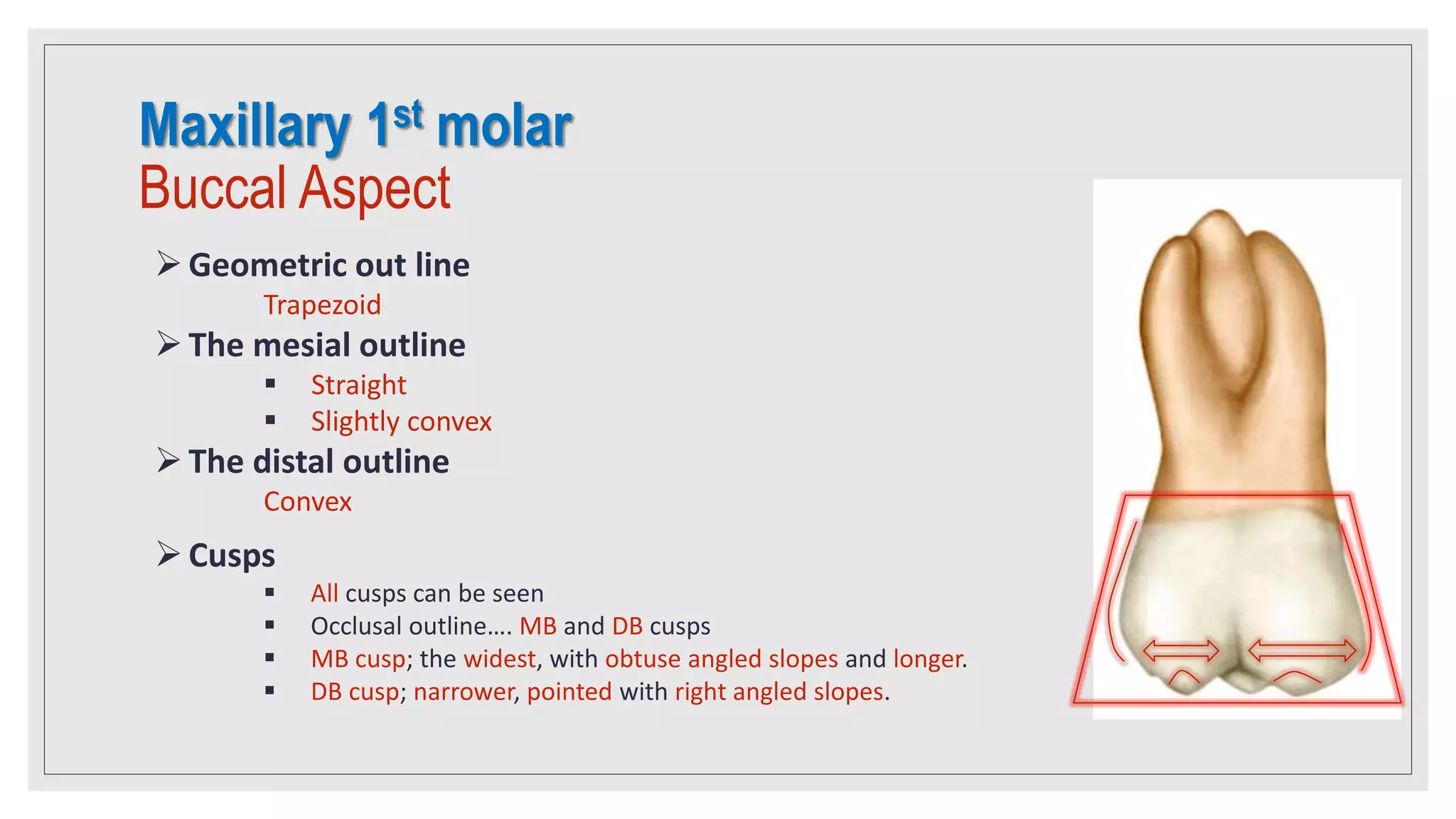 Maxillay first molar | PPTX