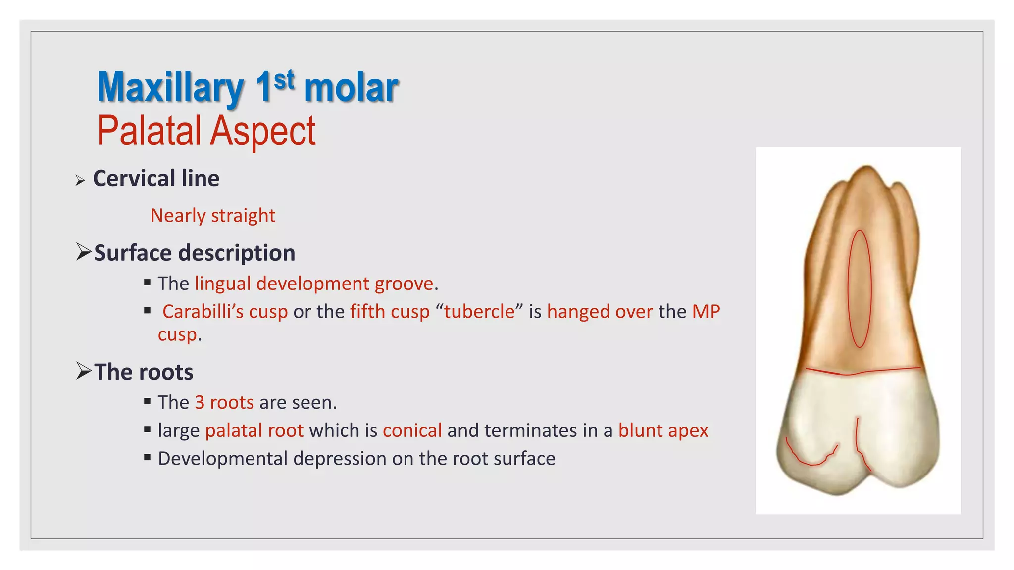 Maxillay first molar | PPTX
