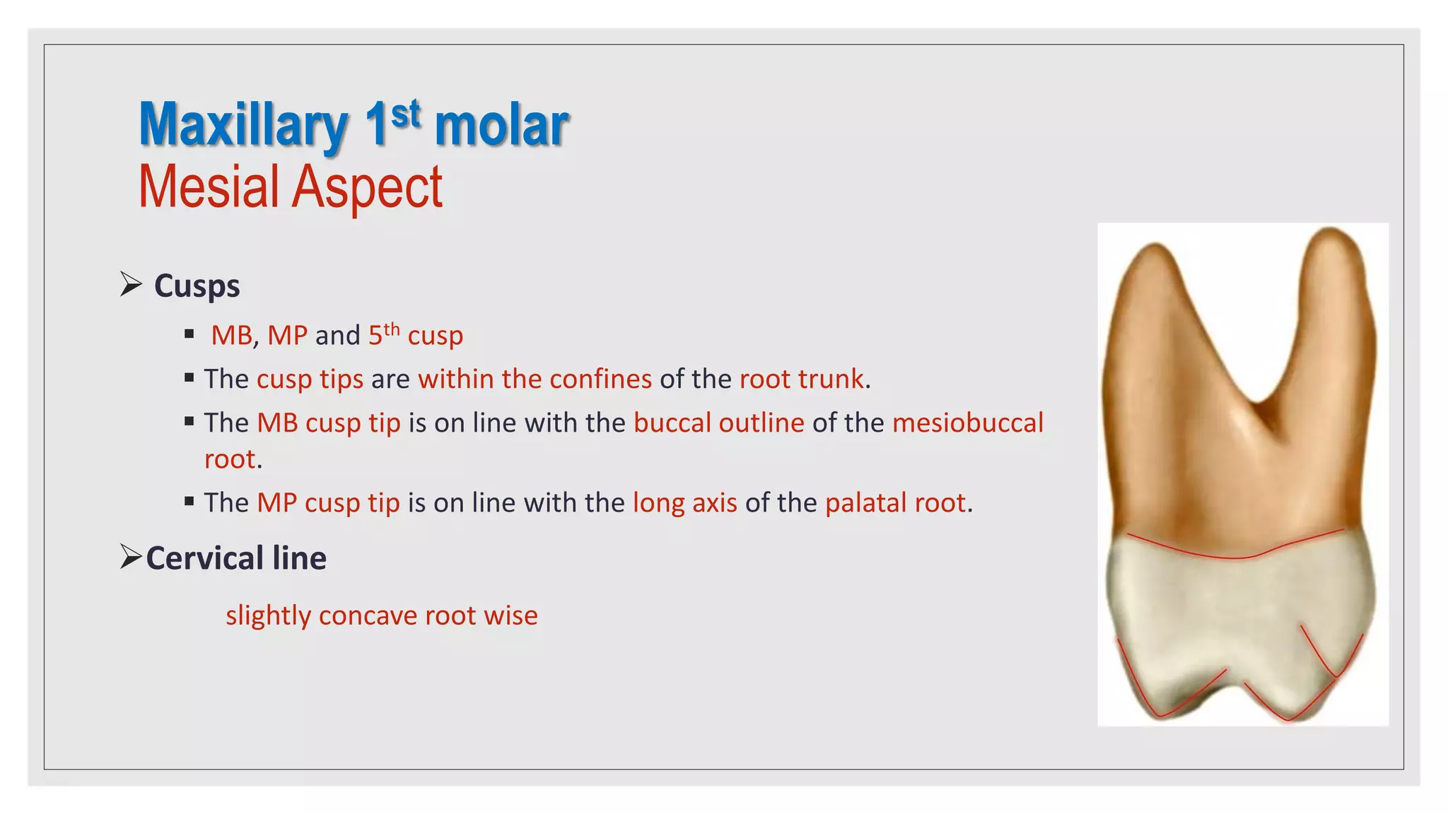 Maxillay first molar | PPTX