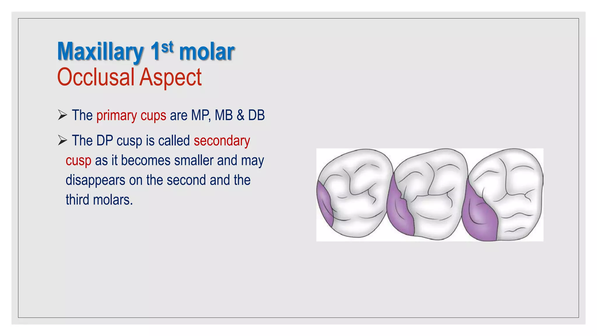 Maxillay first molar | PPTX