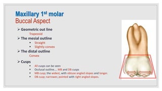 Maxillay first molar | PPTX