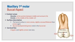 Maxillay first molar | PPTX