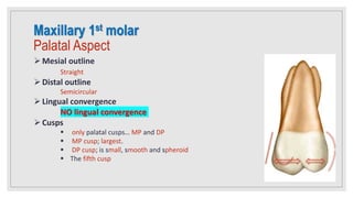 Maxillay first molar | PPTX