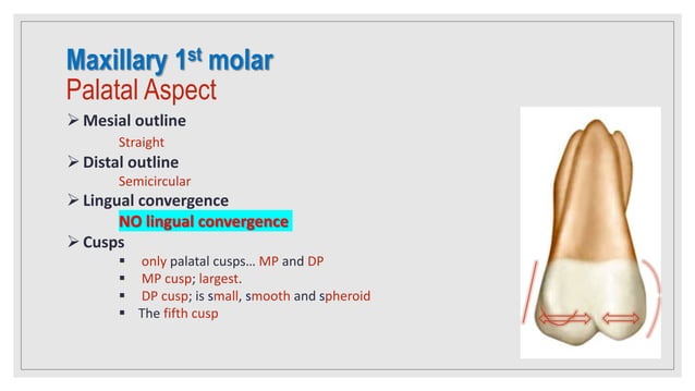 Maxillay First Molar Ppt 5146