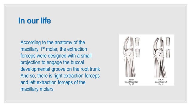 Maxillay First Molar Ppt 1409