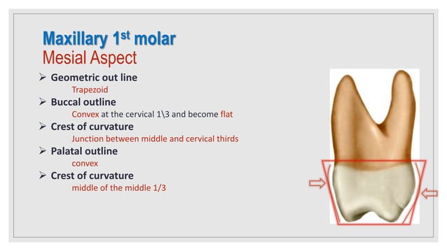 Maxillay first molar | PPT