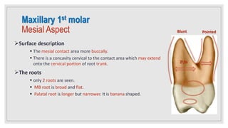 Maxillay first molar | PPTX