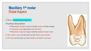 Maxillay first molar | PPTX