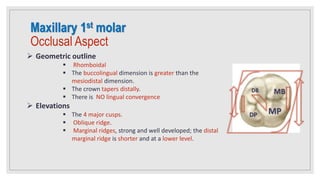 Maxillay first molar | PPTX