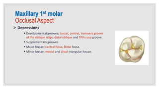 Maxillay first molar | PPTX