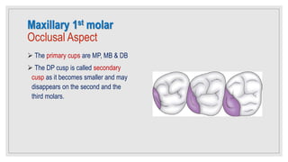 Maxillay first molar | PPTX