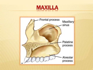 Maxillectomy | PPTX