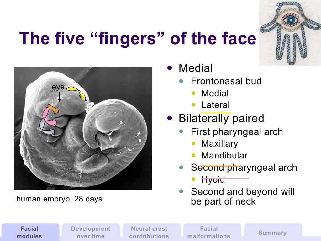 Maxillofacial Embryology And Development