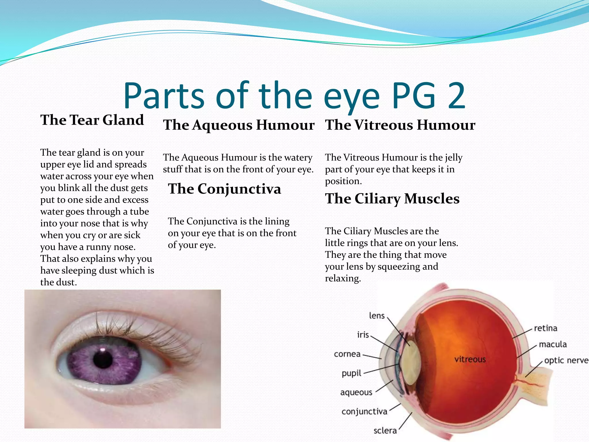 Maximes Light And How We See | PPTX