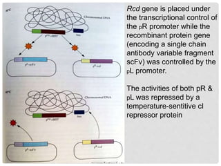 Maximizing the efficiency of fermentation process | PPTX