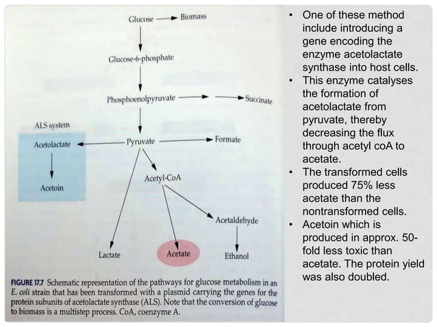Maximizing the efficiency of fermentation process | PPTX | Biotech and Biomedical Industry ...