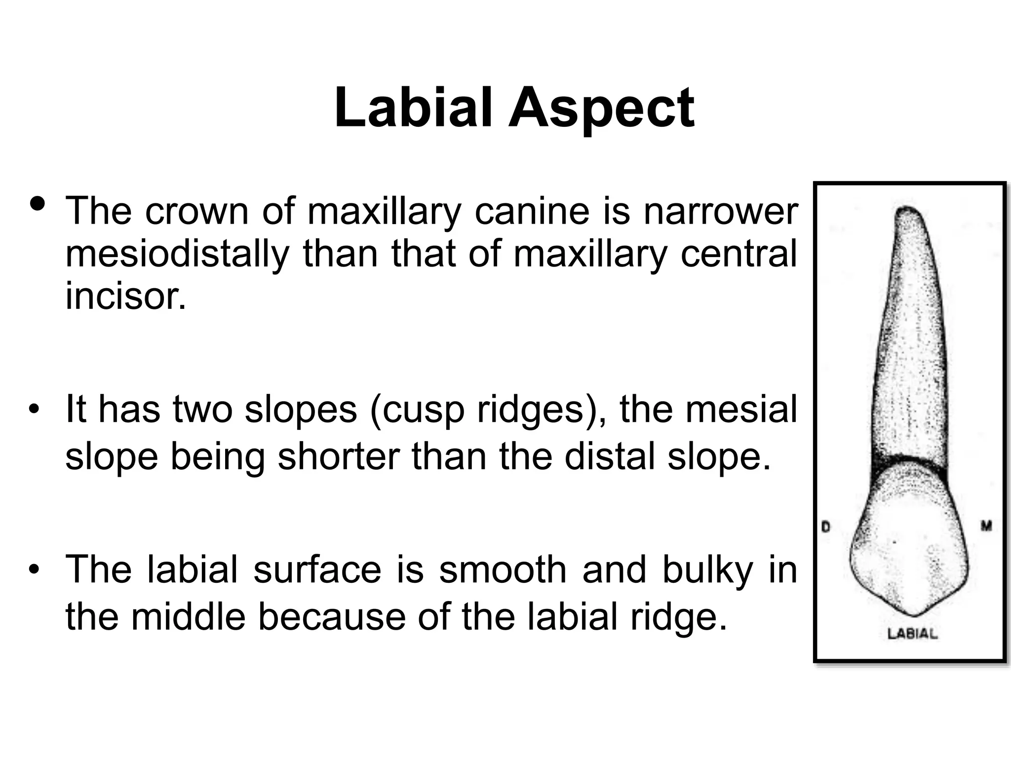 Maxillary permanent canine | PPTX