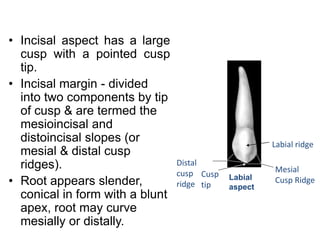 Maxillary permanent canine | PPTX