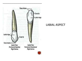 Maxillary permanent canine | PPTX
