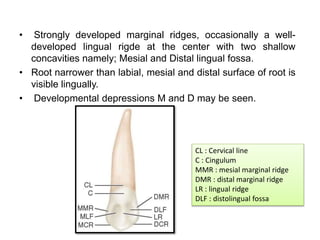 Maxillary permanent canine | PPTX