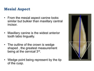 Maxillary permanent canine | PPTX