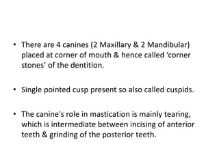 Maxillary permanent canine | PPTX