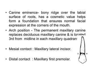 Maxillary permanent canine | PPTX