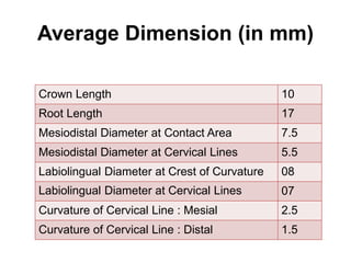 Maxillary permanent canine | PPTX