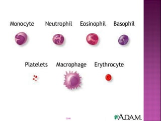 Tranexamic Acid "Maxna" (by gul nawaz khan) | PPT