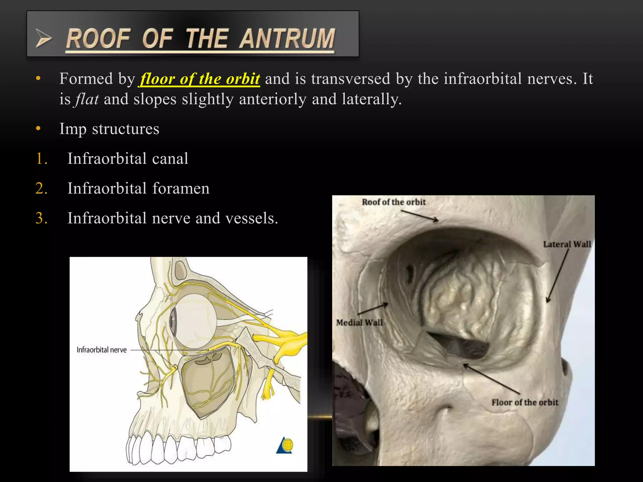 Maxillary sinus sinus | PPTX