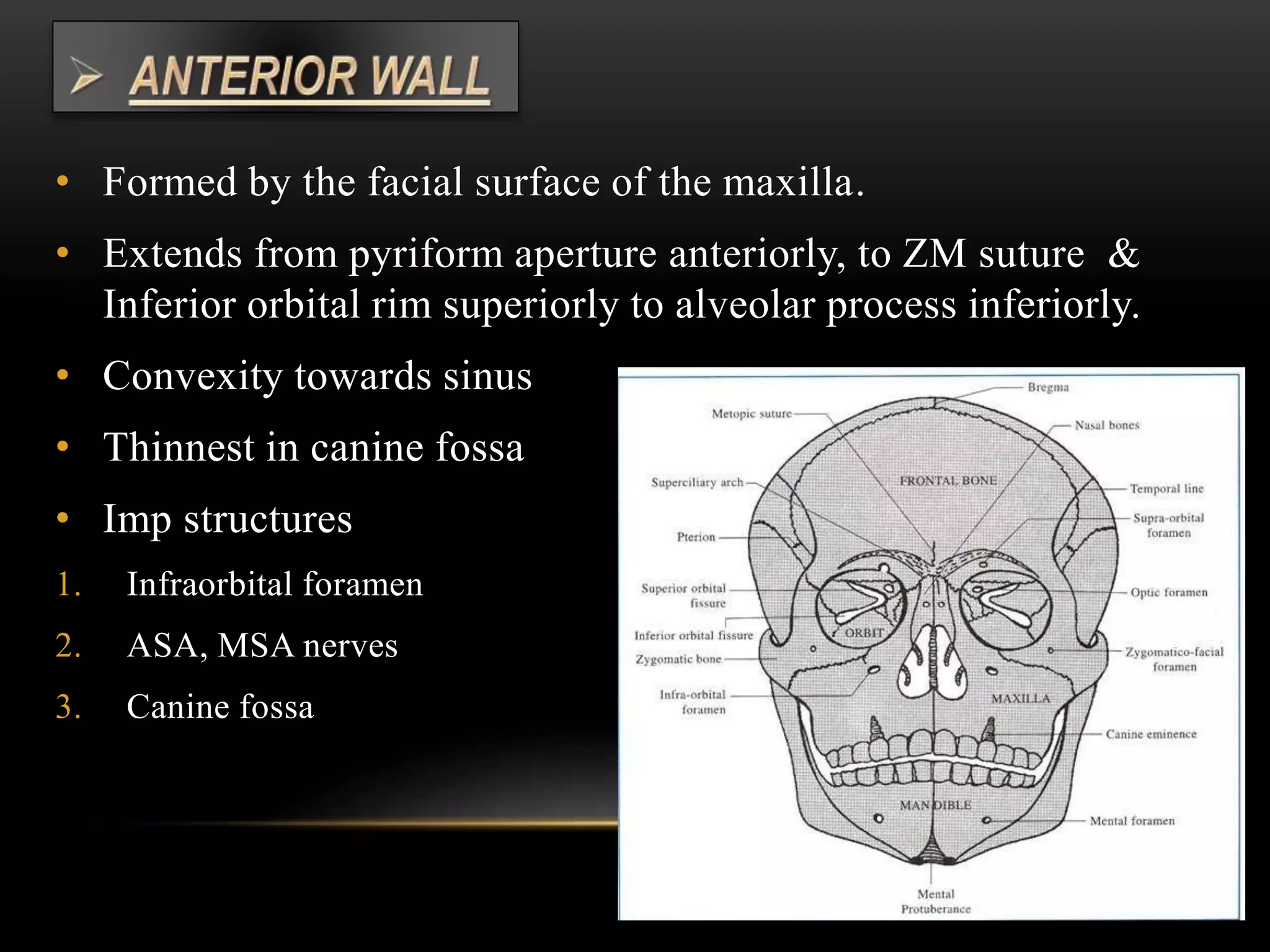 Maxillary sinus sinus | PPTX