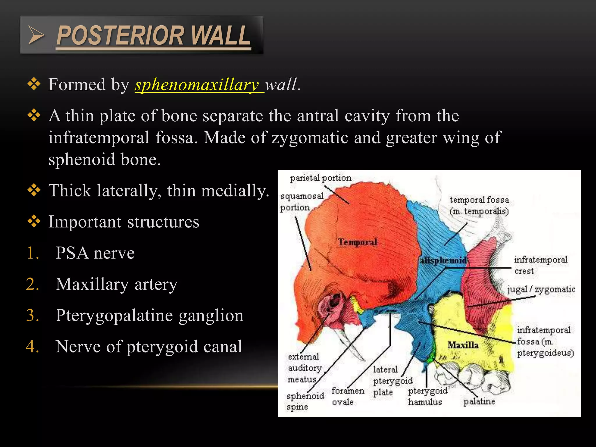 Maxillary sinus sinus | PPTX