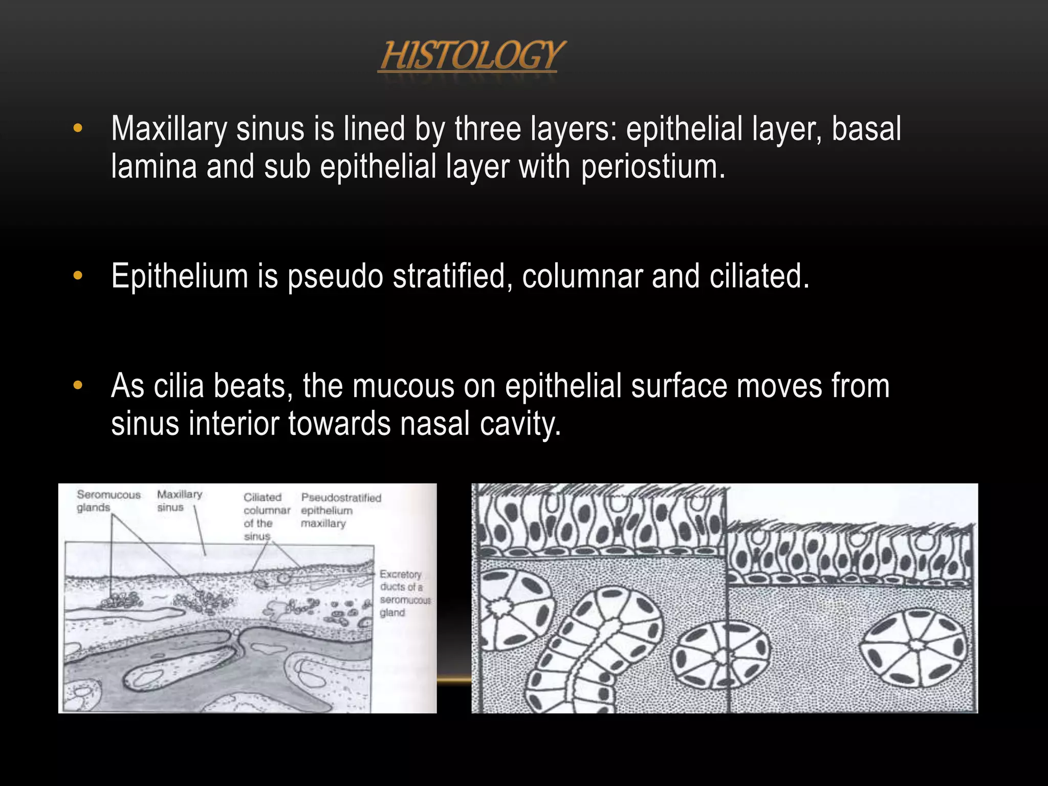 Maxillary sinus sinus | PPTX