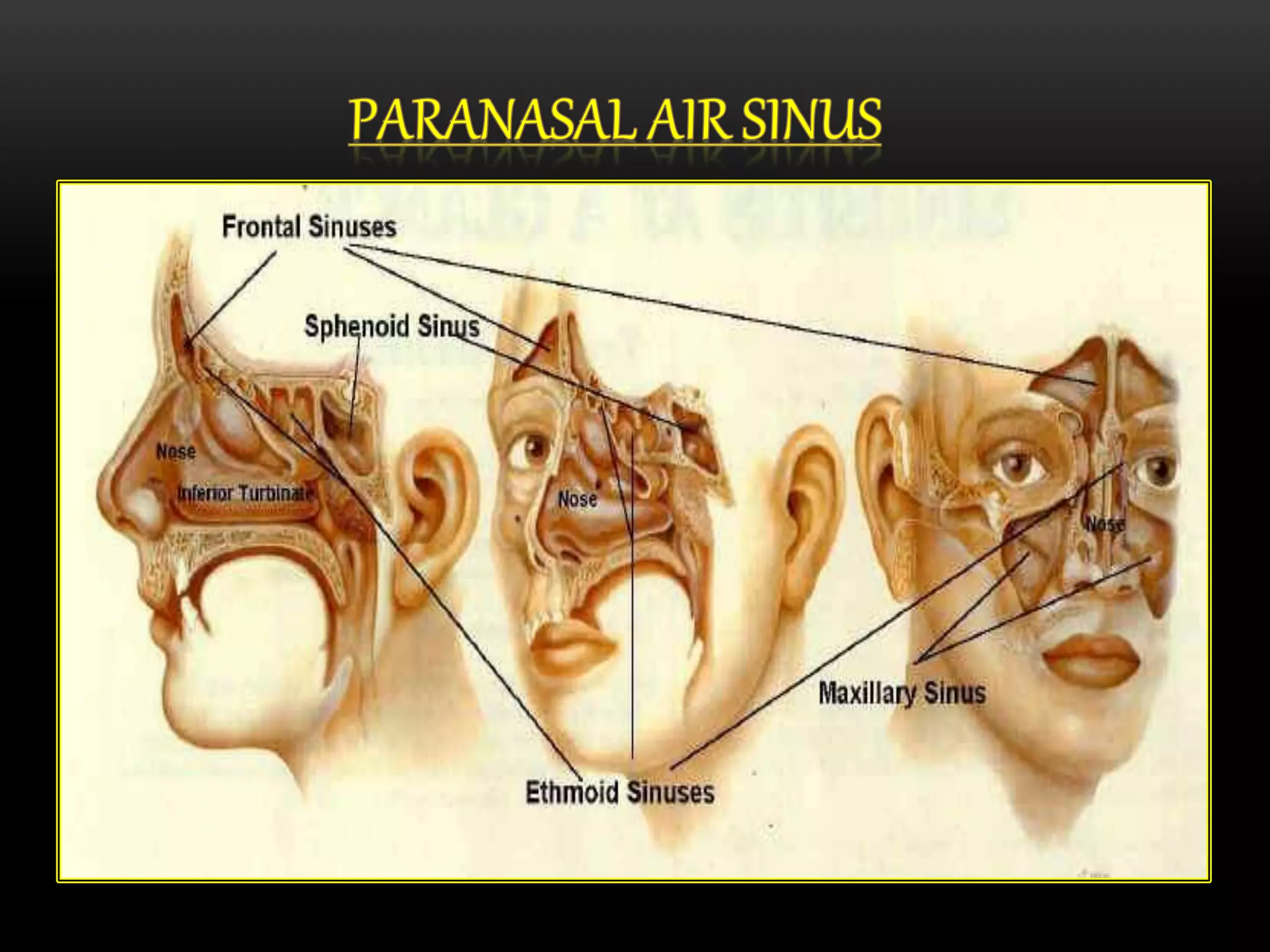 Maxillary sinus sinus | PPTX
