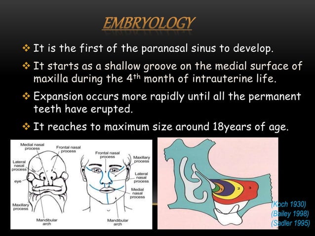 Maxillary sinus sinus | PPTX