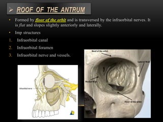 Maxillary Sinus Antrum