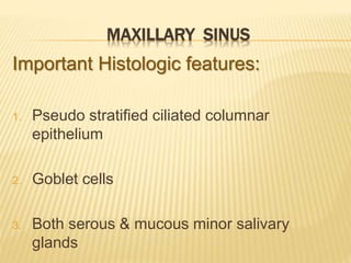 Max sinus smitha | PPTX | Ear, Nose and Throat Conditions | Diseases ...