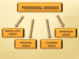 Max sinus smitha | PPTX | Ear, Nose and Throat Conditions | Diseases ...