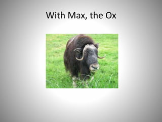Max the ox and felix fox | PPT