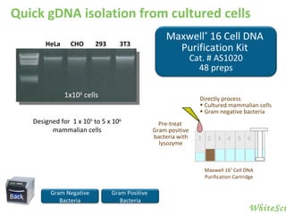 Maxwell 16 Interactive Compressed | PPT