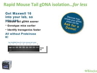 Maxwell 16 Interactive Compressed | PPT
